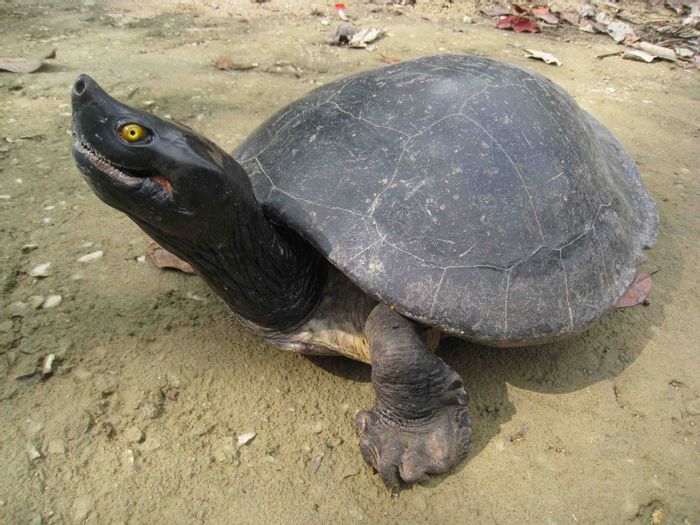 20 Critically Endangered Royal Turtles Have Been Released Into the Wild ...