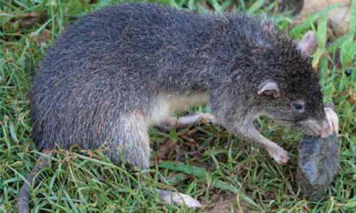 New Giant Species of Rat Discovered on Manus Island | Plants And Animals