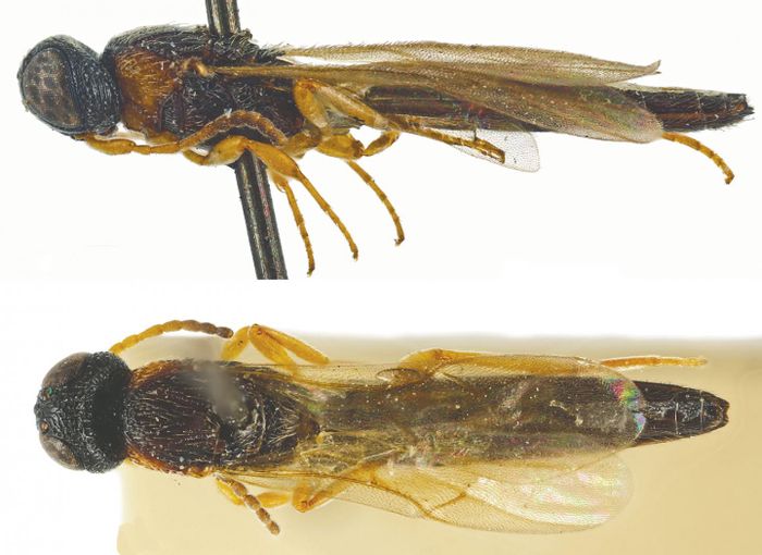 21 'New to Science' Parasitoid Wasps Described in Study | Plants And ...