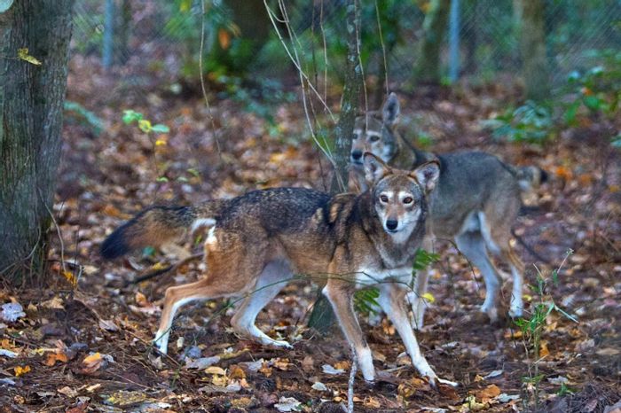 FWS and conservationists disagree over red wolf conservation | Plants ...