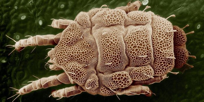 How Parasites Manipulate Your Behavior | Neuroscience