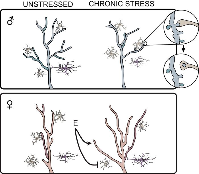 Stress: Men Vs. Women | Neuroscience