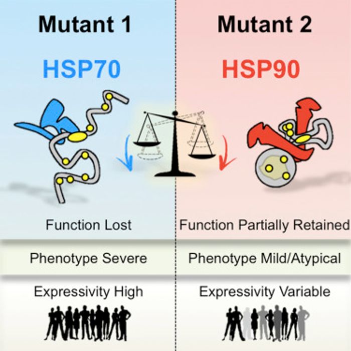 Heat-Shock Protein Chaperone Alters Environmental Effect on Mutations ...