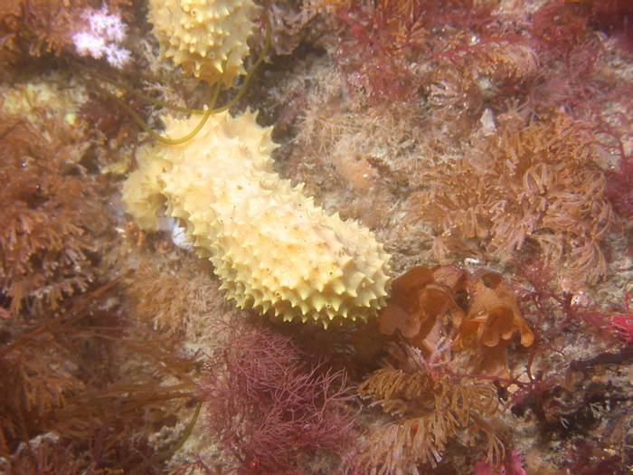 Arctic Sponge Extract May Be Potent Against MRSA | Clinical And ...