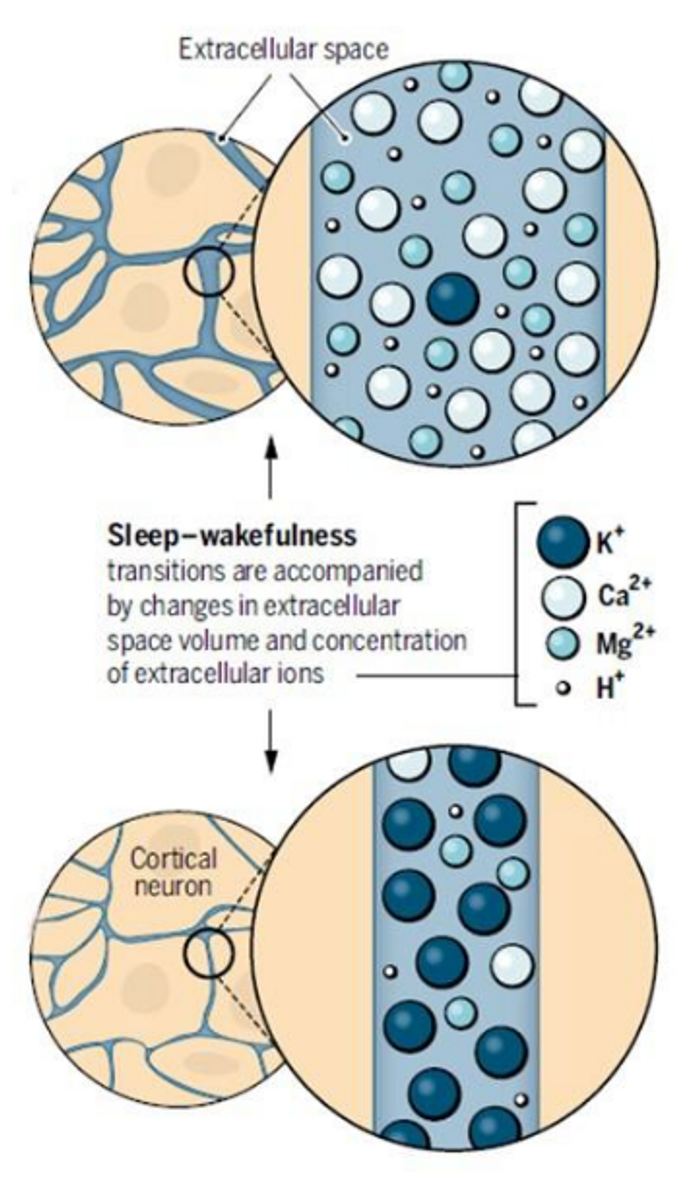 Sleep Induction Through Ion Changes | Neuroscience