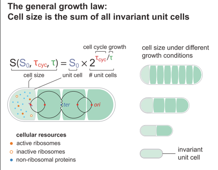 Bacterial Cells Have a Fundamental Size | Cell And Molecular Biology