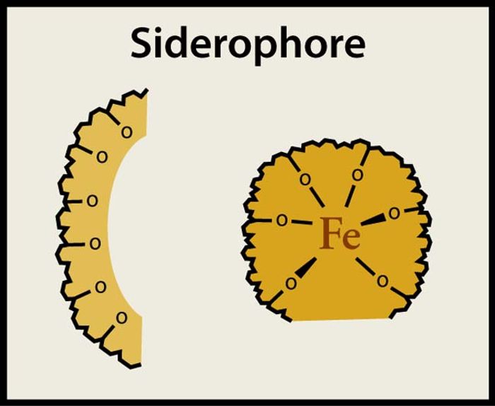 Siderophore vaccines combat infection | Microbiology
