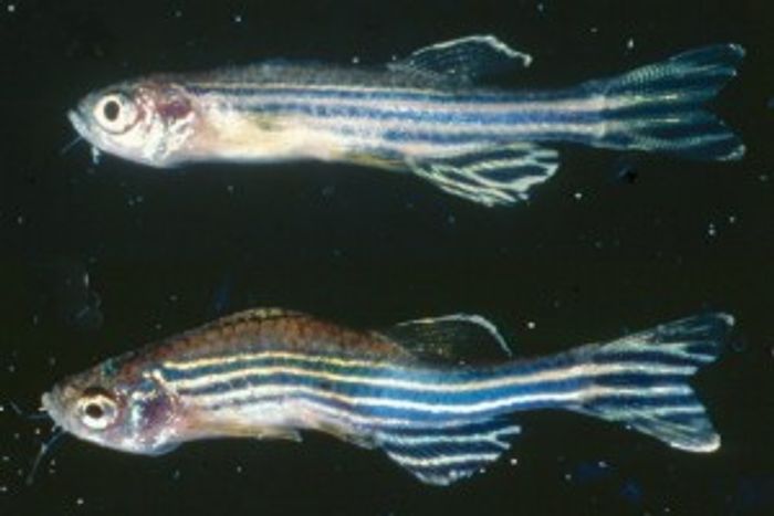 Common Parasite may be Affecting Zebrafish Research | Microbiology