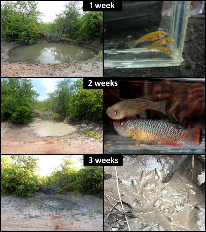 African Killifish Crowned the World's 'Fastest-Maturing' Vertebrates ...