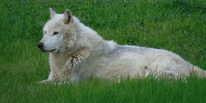 How Wolves Evolved into Dogs | Genetics And Genomics