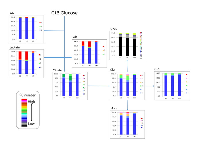Understanding in vivo Metabolomics: C13 Isotope Studies | Cancer