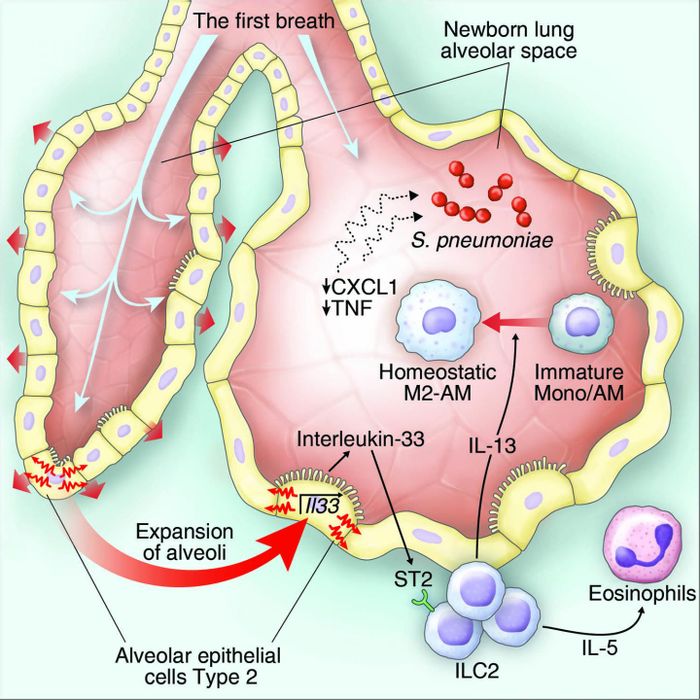 A Newborn's First Breath Forges A Lifetime of Immunity | Immunology