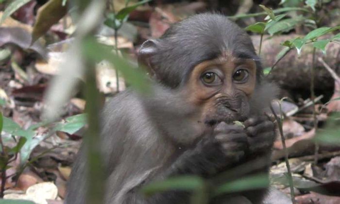 These Sneaky Monkeys Scavange Nuts That Are Pre-Cracked by Predators ...