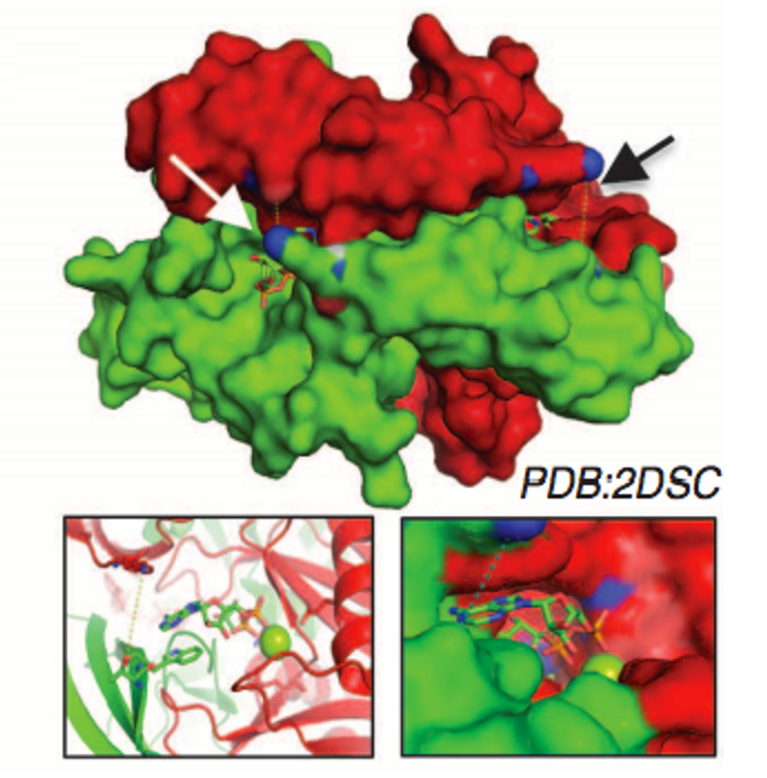 When Cells Need Extra Energy, There's a Plan B for Generatin | Cell And ...