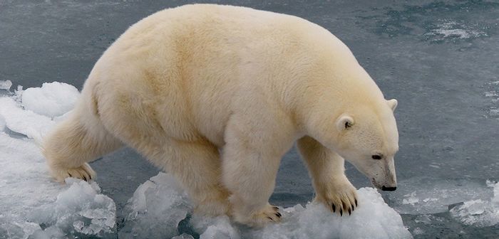 Polar Bear Populations Could Collapse by 2100 | Plants And Animals Polar Bear Populations Could Collapse by 2100 | Plants And Animals