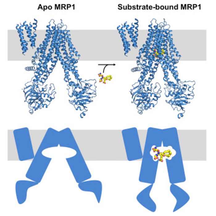 Structural Study of Multidrug Resistant Pump Sheds Light on Mechanism ...